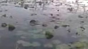 Щенок лабрадора на первой охоте