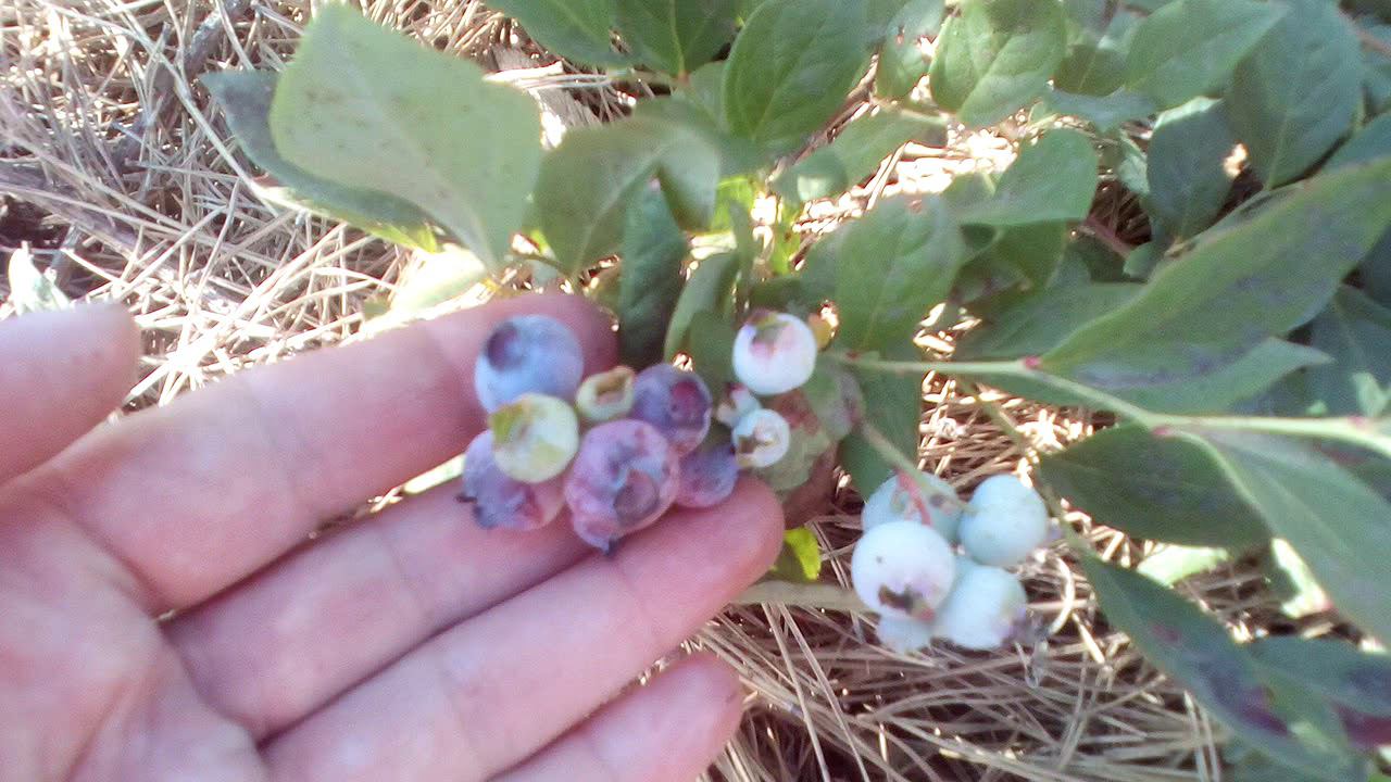ГОЛУБИКА начала спеть в июне
