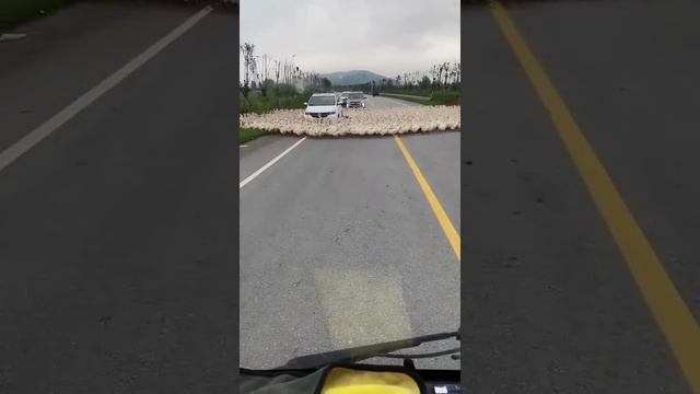 Начальник спросил, почему я опоздал на работу