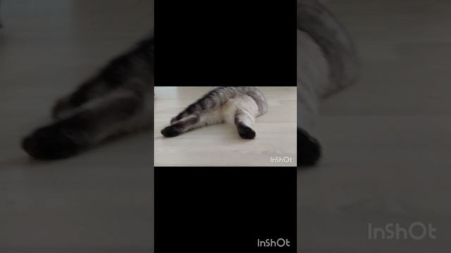 Я на солнышке лежу и ушами шевелю...