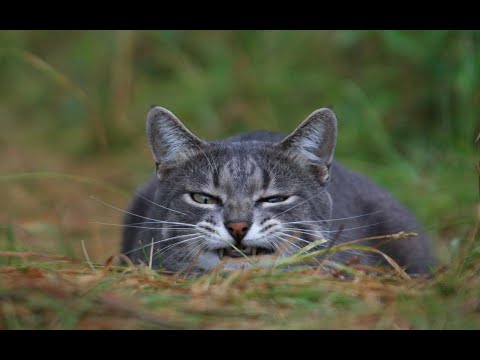 Иногда обругаешь кошку, взглянешь на нее, и возникает неприятное ощущение, будто она поняла