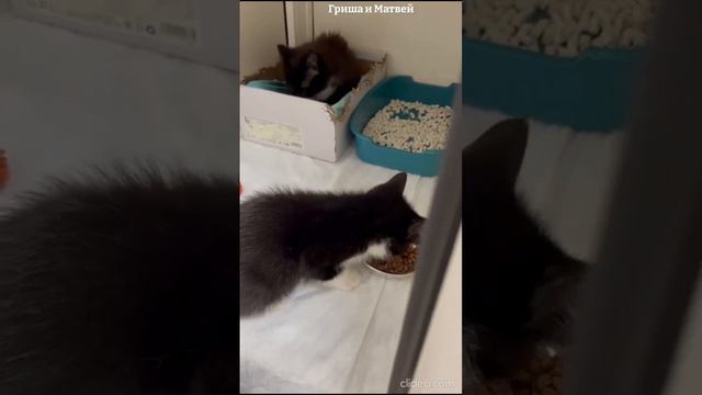 Котяткам очень нужен ДОМ!