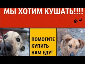 Еда в долг, а дальше голод и смерть! Долг приюта собак за корм. Необходима Помощь бездомным животным