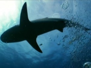 Акулье меню (Shark feeding frenzy)