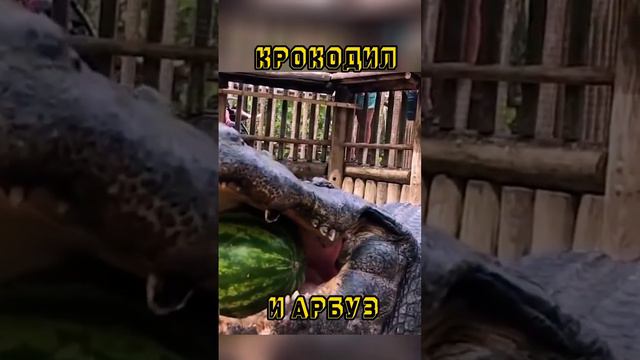 крокодил и арбуз!