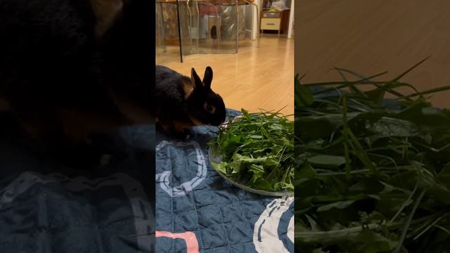 Барни и Лила:кушать!