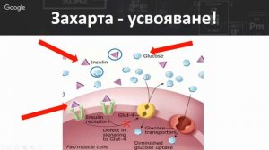 Усвояване на захарта в организма