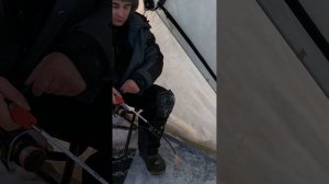 Треска зимой на блесну