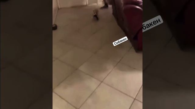 Юмор.