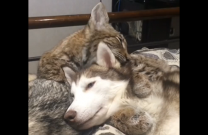 Дружба собаки и большой кошки