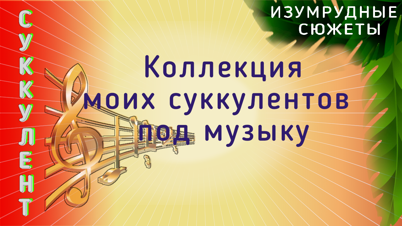 Суккуленты. Суккуленты Под музыку
