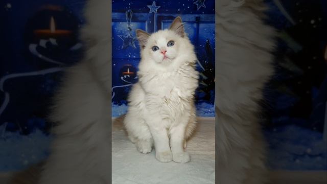 ШОУ kitten лайлак биколор рэгдолл с свадебном лиловом окрасе Ragdoll Fairy-tale Family & Reborn Rich