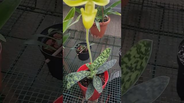 paphiopedilum maudiae.Primera floracion conmigo .