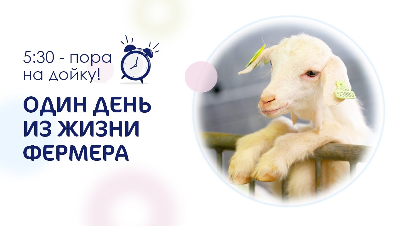 Kabrita®. Польза козьего молока. Пятерка за поведение наших козочек.mp4