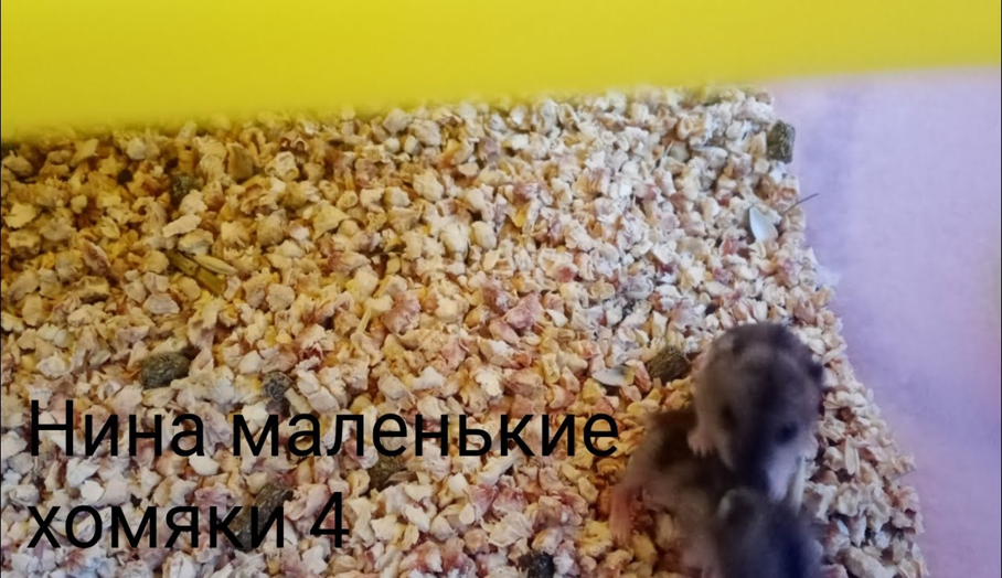 Нина маленькие хомяки 4