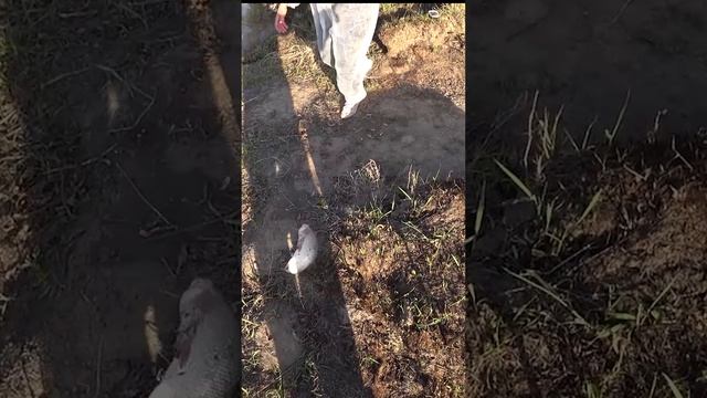 Язь на донку