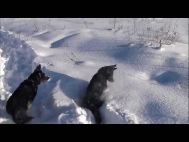 Немецкие овчарки с Красных Прудов / щенки