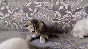 котятки