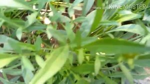 Coreopsis /garden tick seed /golden tick seed /plains coreopsis/ astercease/ caliopsis