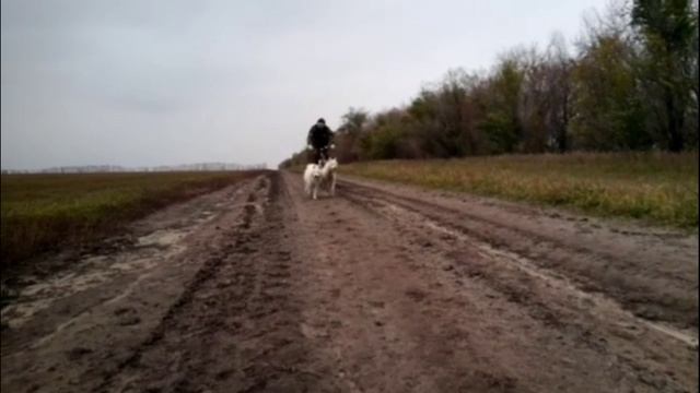 Путь хасятника