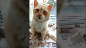 Котик Рокки выглядит очень бодро