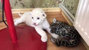 Белый львенок и ягуар!  White lion cub and jaguar!