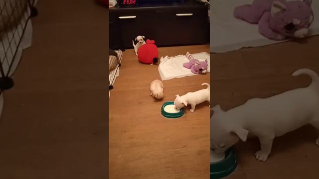 ЩЕНКИ ЧИХУАХУА❤ НАМ 1 МЕСЯЦ🎉🎉🎉