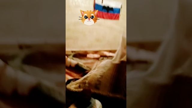 #смешной#юмор#смех#рекомендация