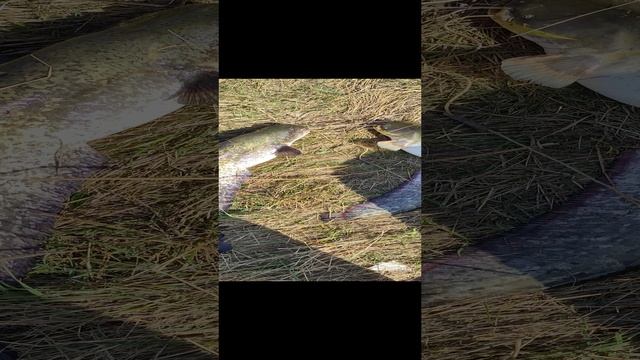 Сом! сегодняшний улов #shorts