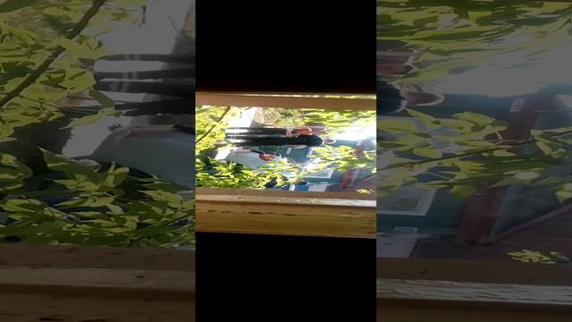 Однажды утром под окном дачи