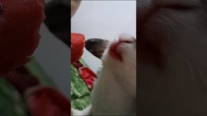 Билька нос отгрыз