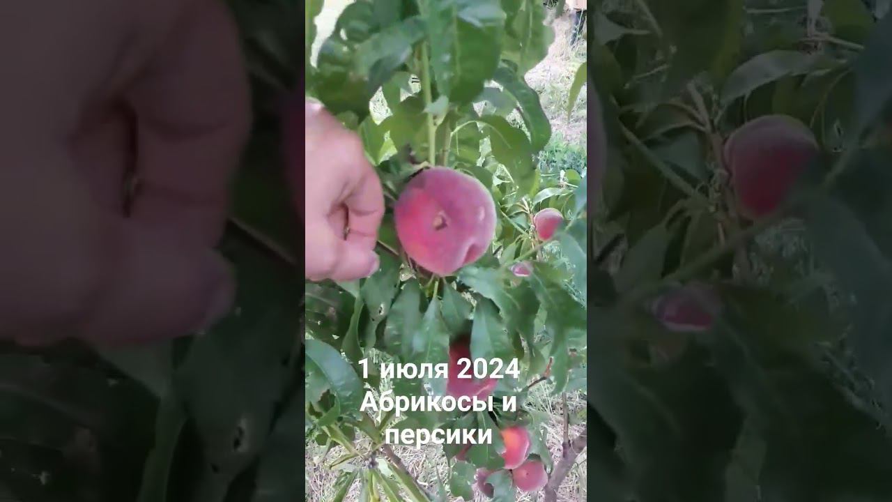 Абрикосы и персики