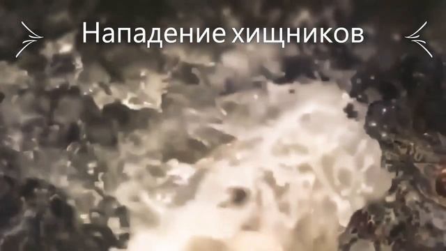 Крокодил напал на кенгуру