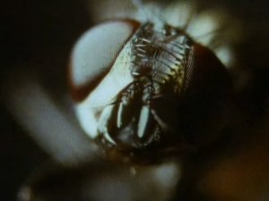 Жизнь дикой природы (In From the Wild)