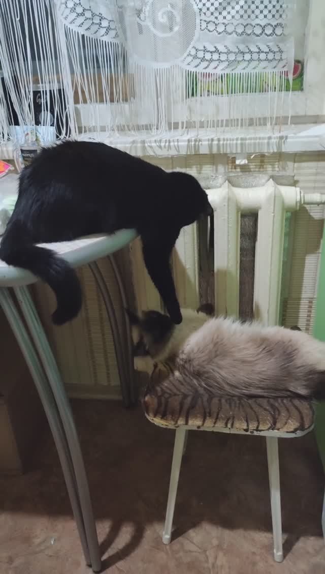 Миша требует внимания!