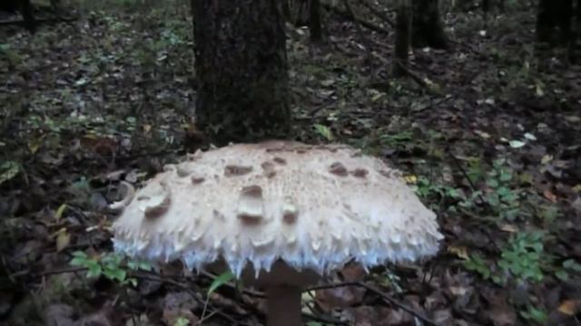 Грибы Марий Эл, Лисички, Зонтики, Черные грузди.mp4