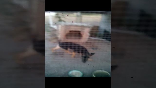 Лечение чумки у щенков жиром черной львинки