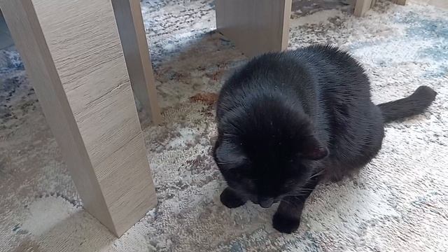 обзор на Алису, подпишись пж.