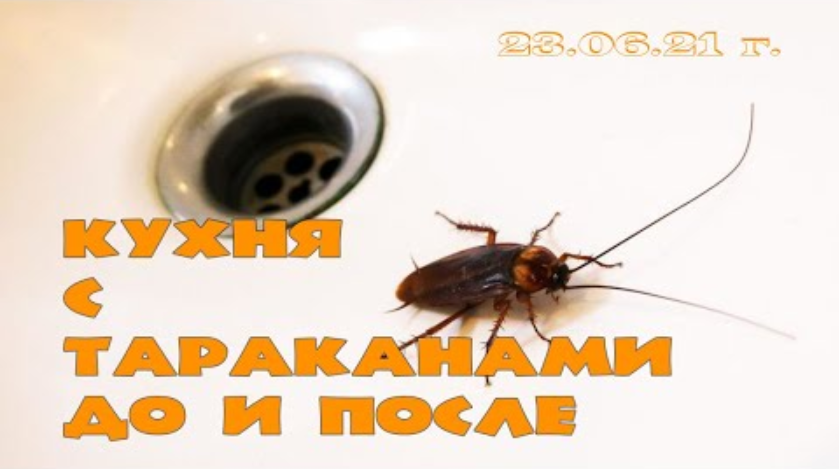 Много тараканов на кухне