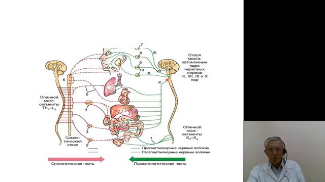 Нормальная физиология 6. Вегетативная нервная система