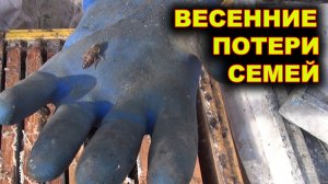 Весенние потери семей.