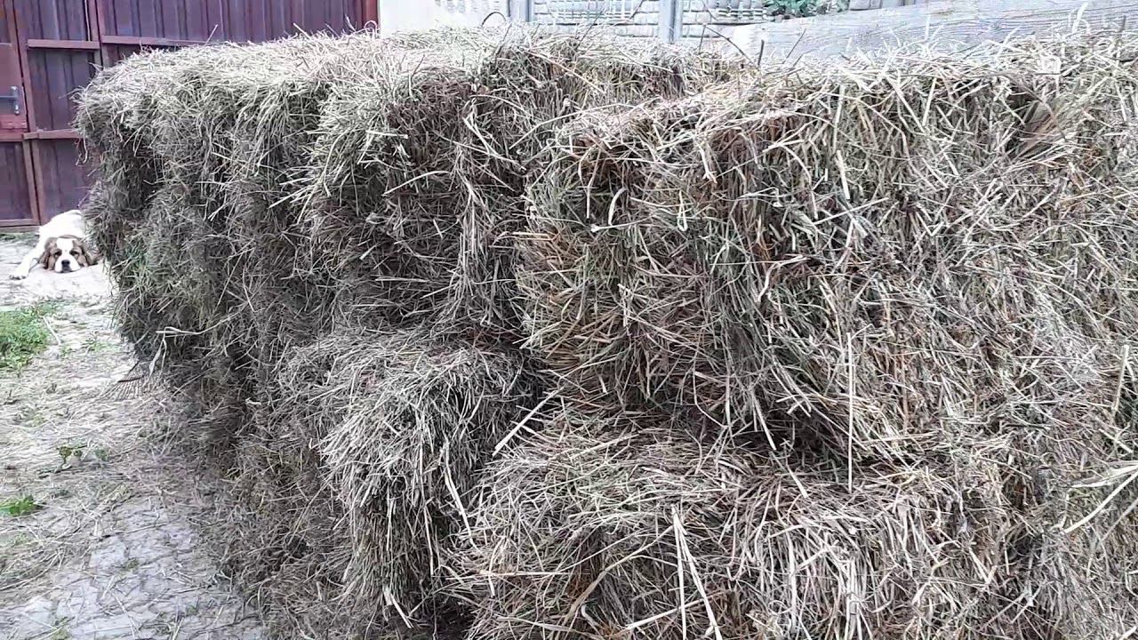 Сено 2019