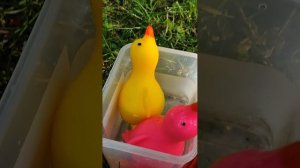гусиная любовь 2 часть