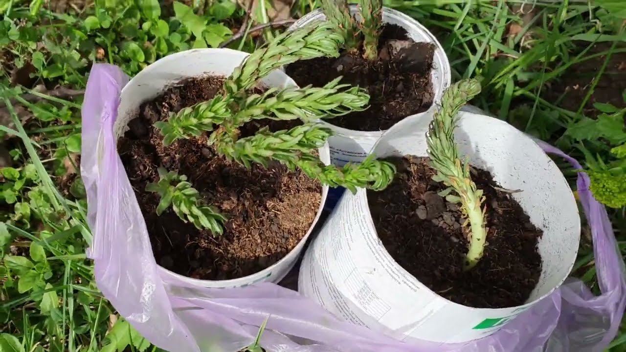 Абашево  Новокузнецка, золотой корень (радиола розовая), грибы Сморчки, + папоротник орляк..