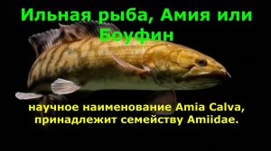 Ильная рыба, Амия или Боуфин, научное наименование Amia Calva, принадлежит семейству Amiidae.