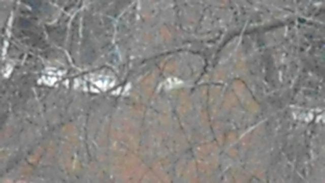 Лазоревка на ветке березы 584684 DSCN4981