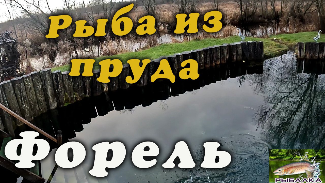 Рыба из пруда. Форель. Ноябрь 2021 г.