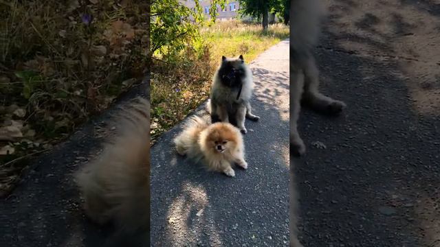 Вольфшпиц и померанский шпиц