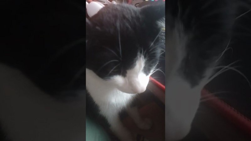 #кот #милота #котики