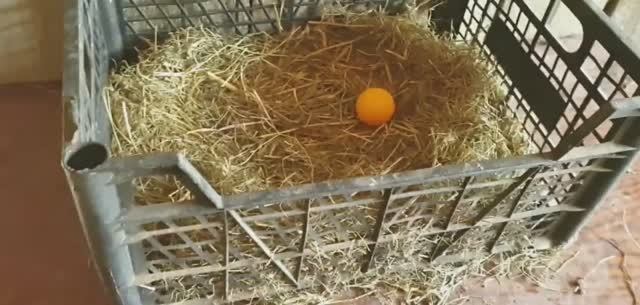 гнездо в курятнике